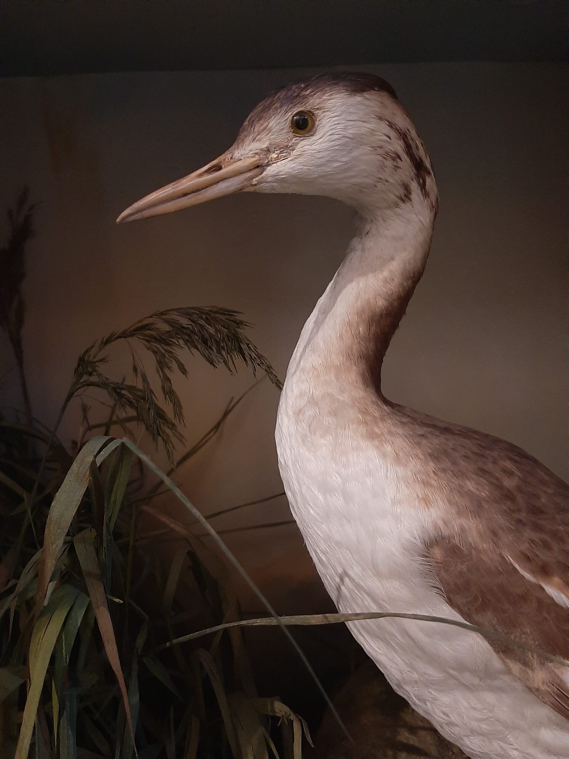 ‘Spot the Birdy 4 – The Great Crested Grebe’ by Stephen Irwin ...